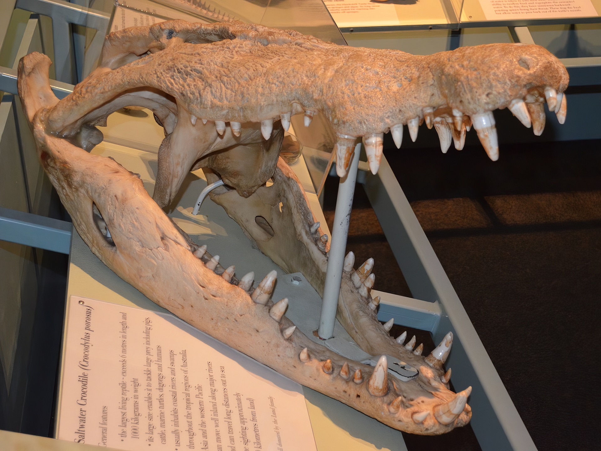 Saltwater crocodile Skull, Museum of Brisbane by lonewolf6738