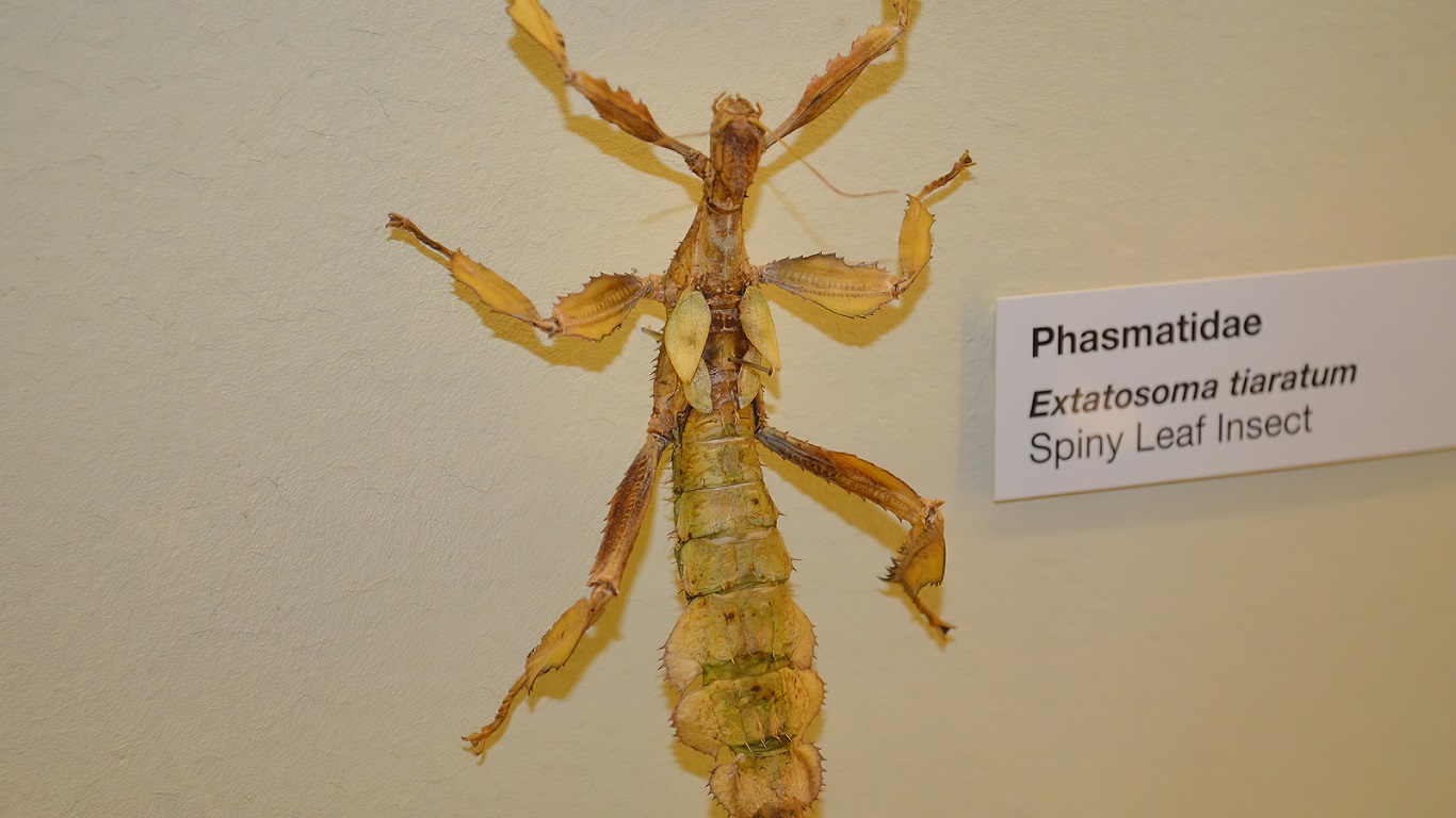 Spiny Leaf Insect (Extatosoma tiaratum), Museum of Brisbane by lonewolf6738