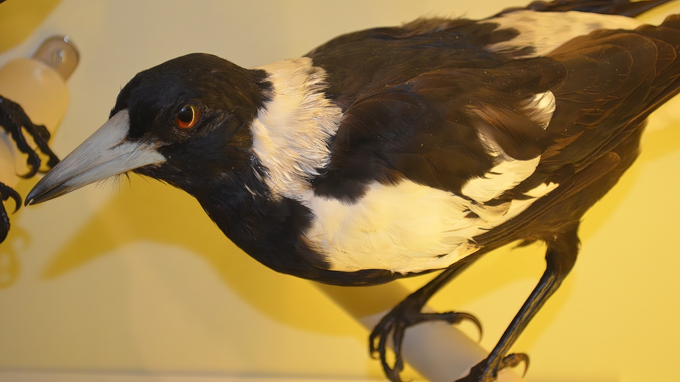 Stuffed Magpie, Museum of Brisbane by lonewolf6738