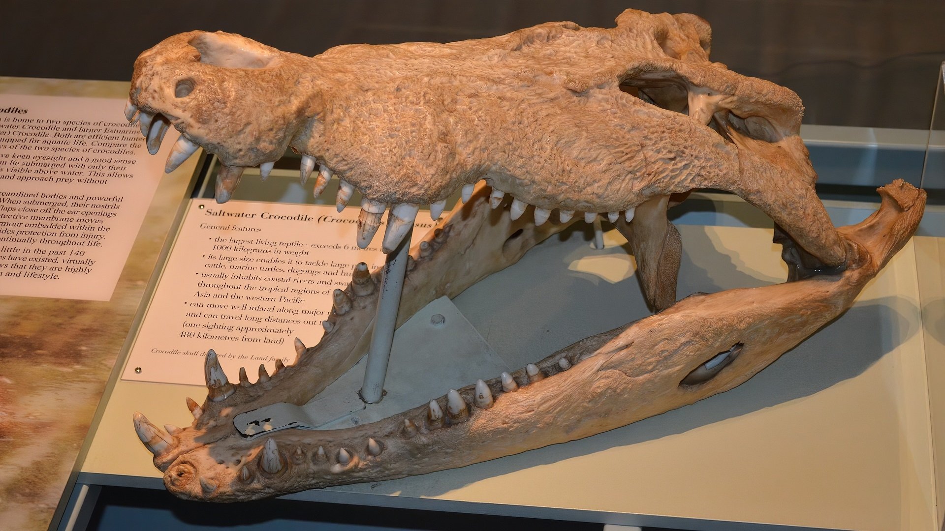 Saltwater crocodile Skull, Museum of Brisbane by lonewolf6738