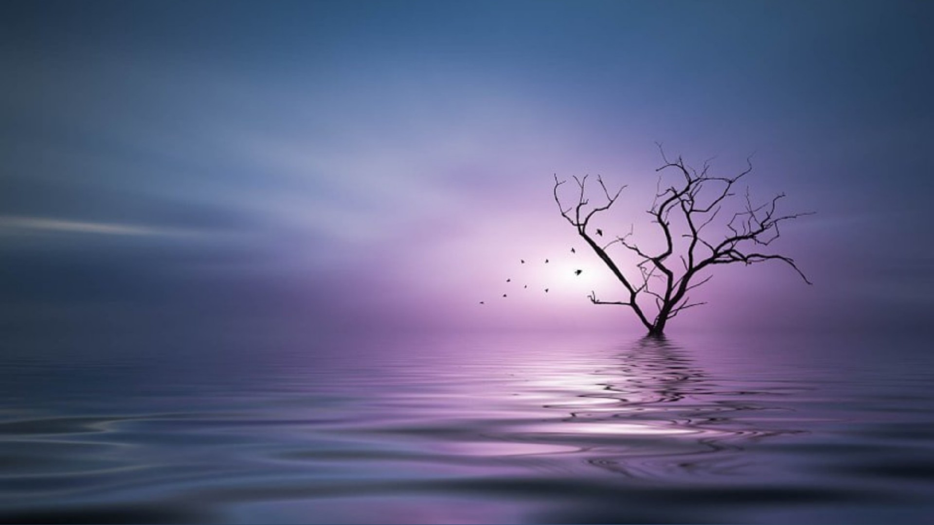 Download Sky Purple Sunset Earth Nature Tree Image
