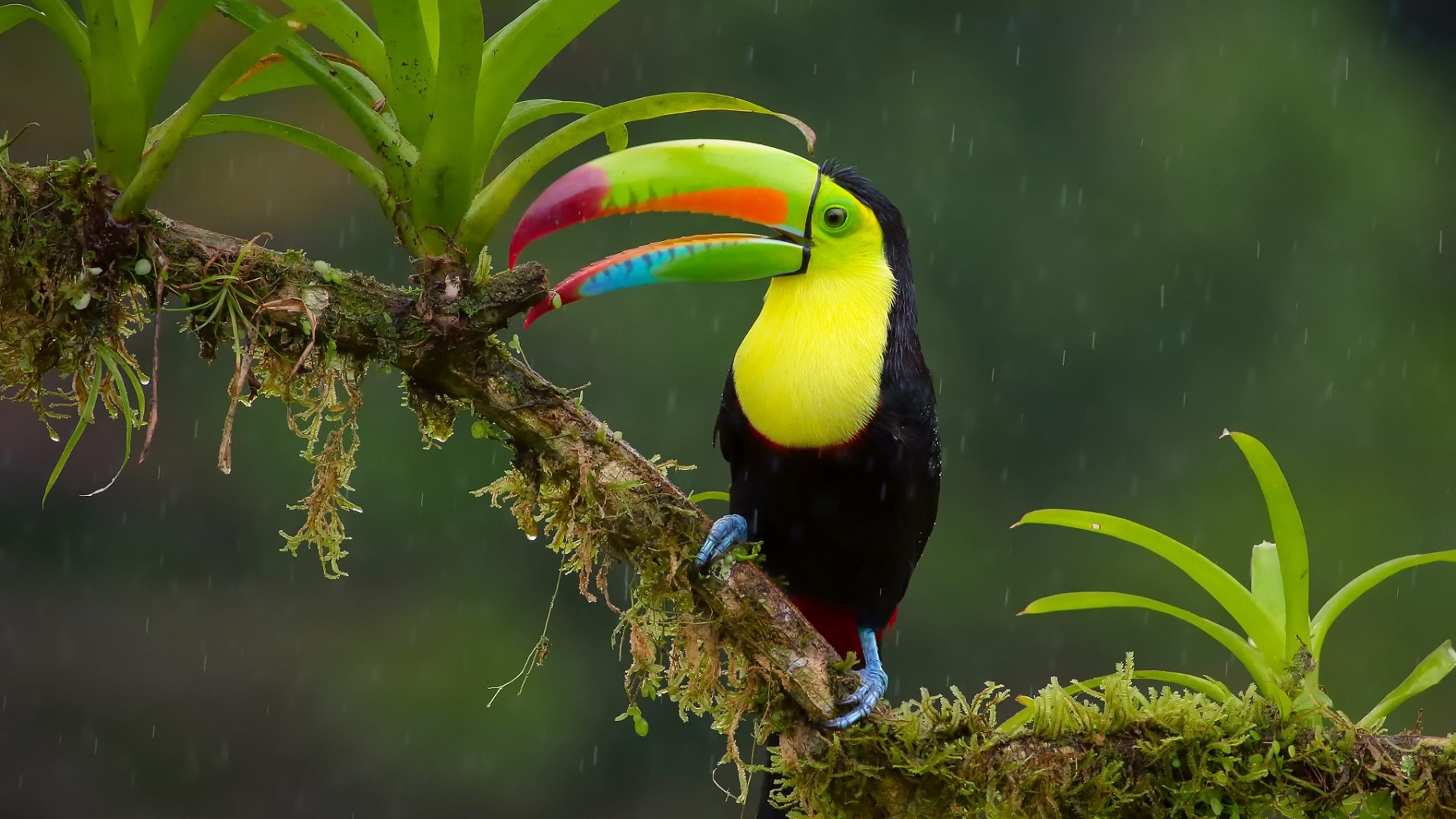 Download Branch Bird Animal Toucan Image