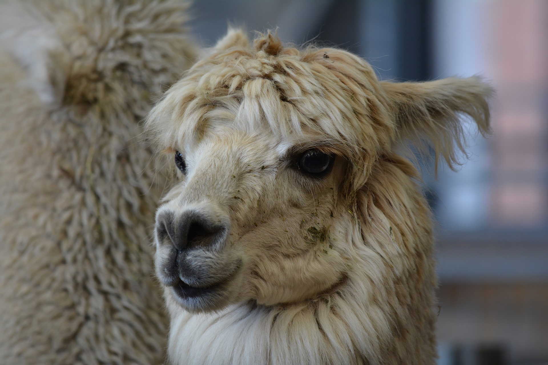 Alpaca at the Sydney Royal Easter Show by lonewolf6738