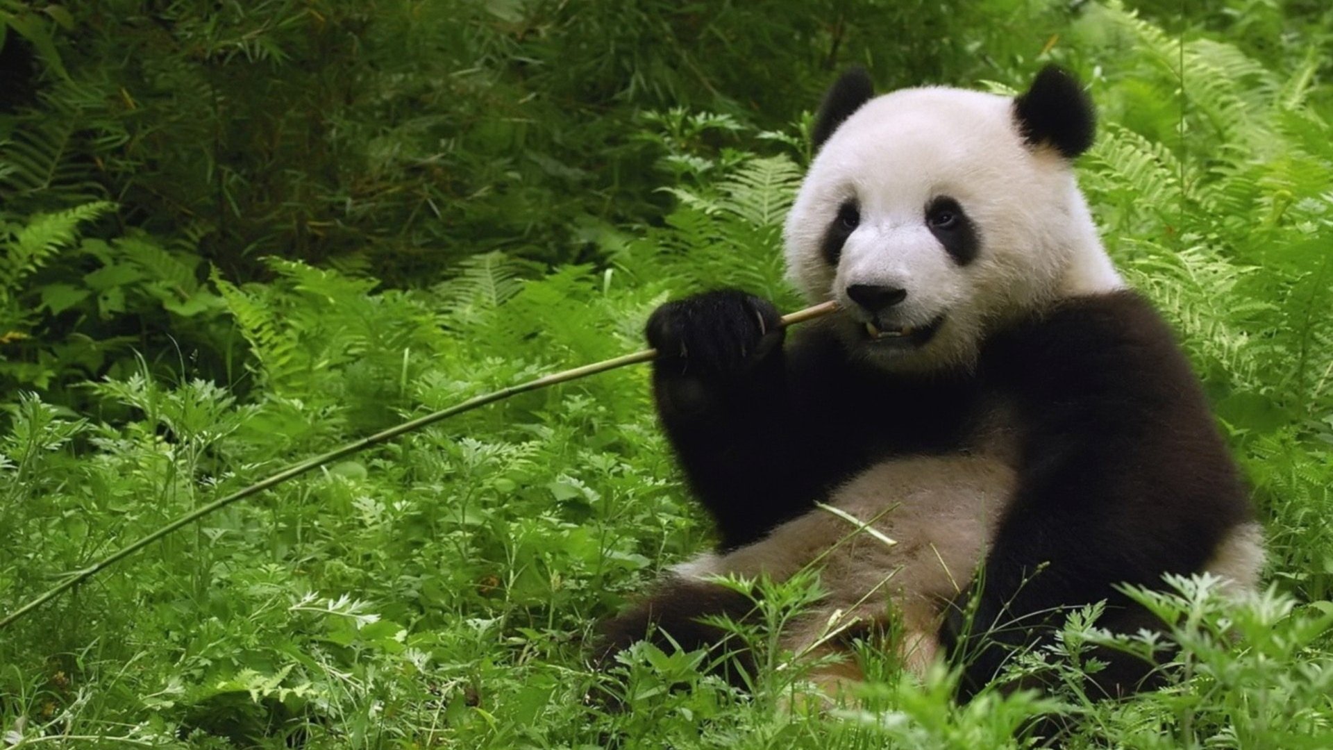Download Bamboo Eating Animal Panda Image