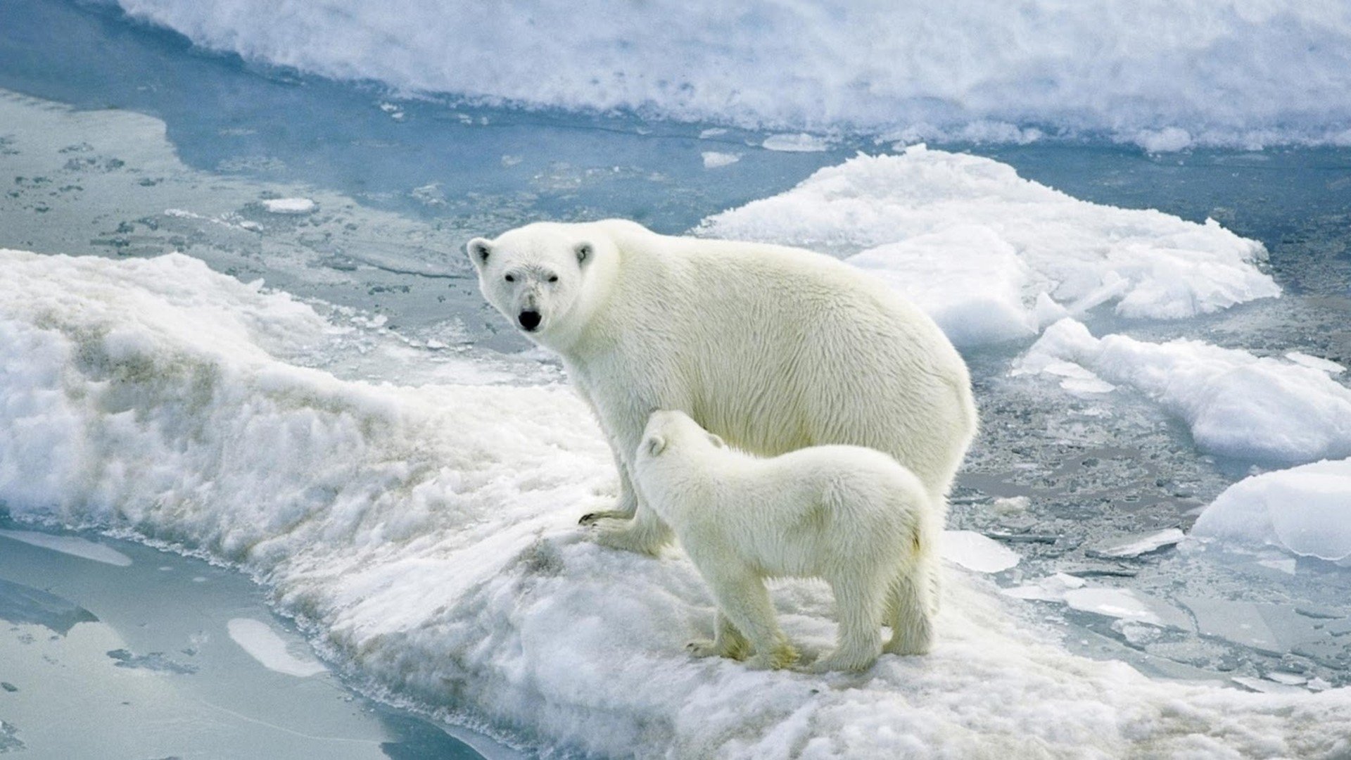 Download Cub Animal Polar Bear Image