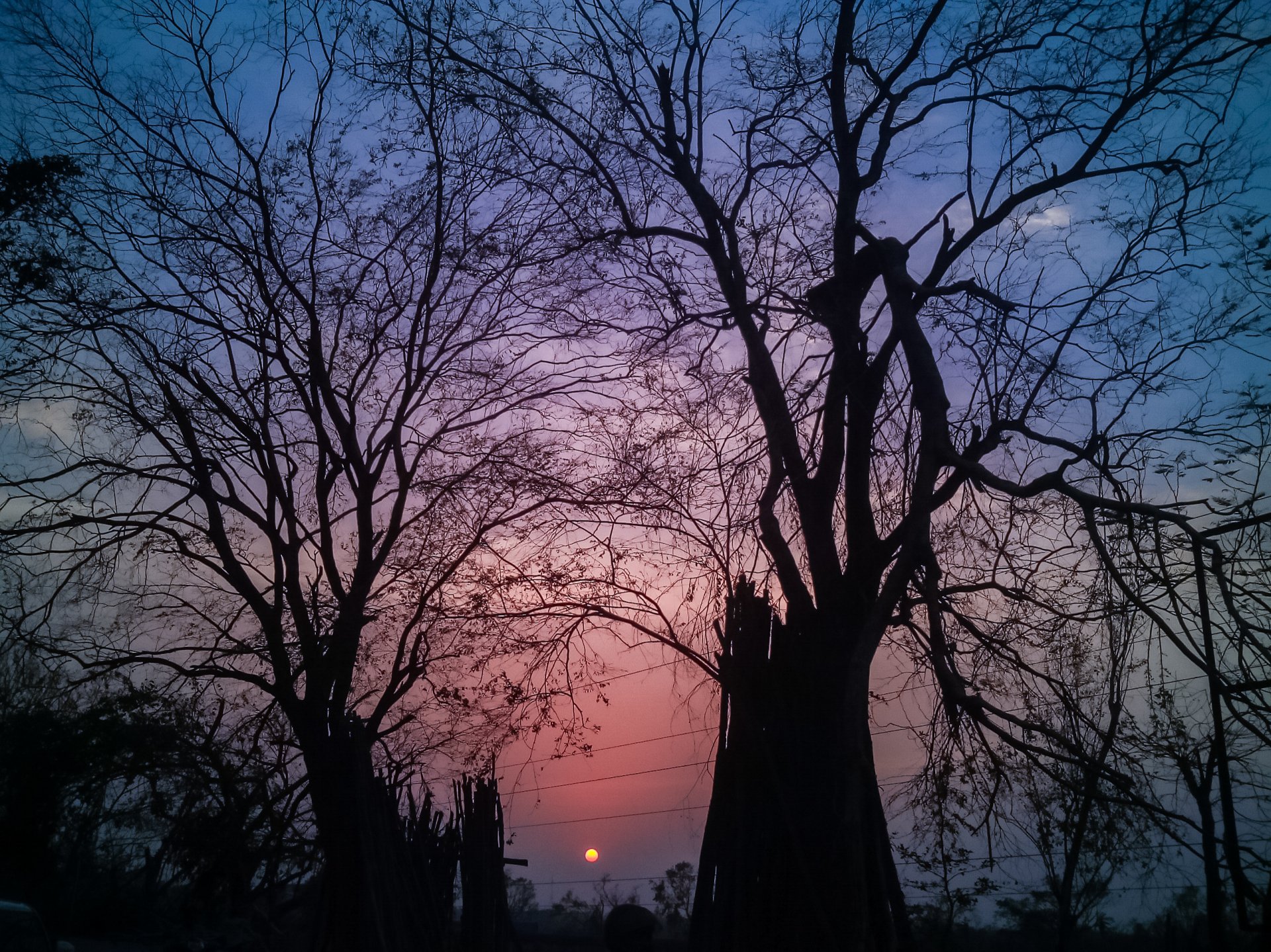 Download Sky Tree Sun Photography Sunset Image by Biswa890