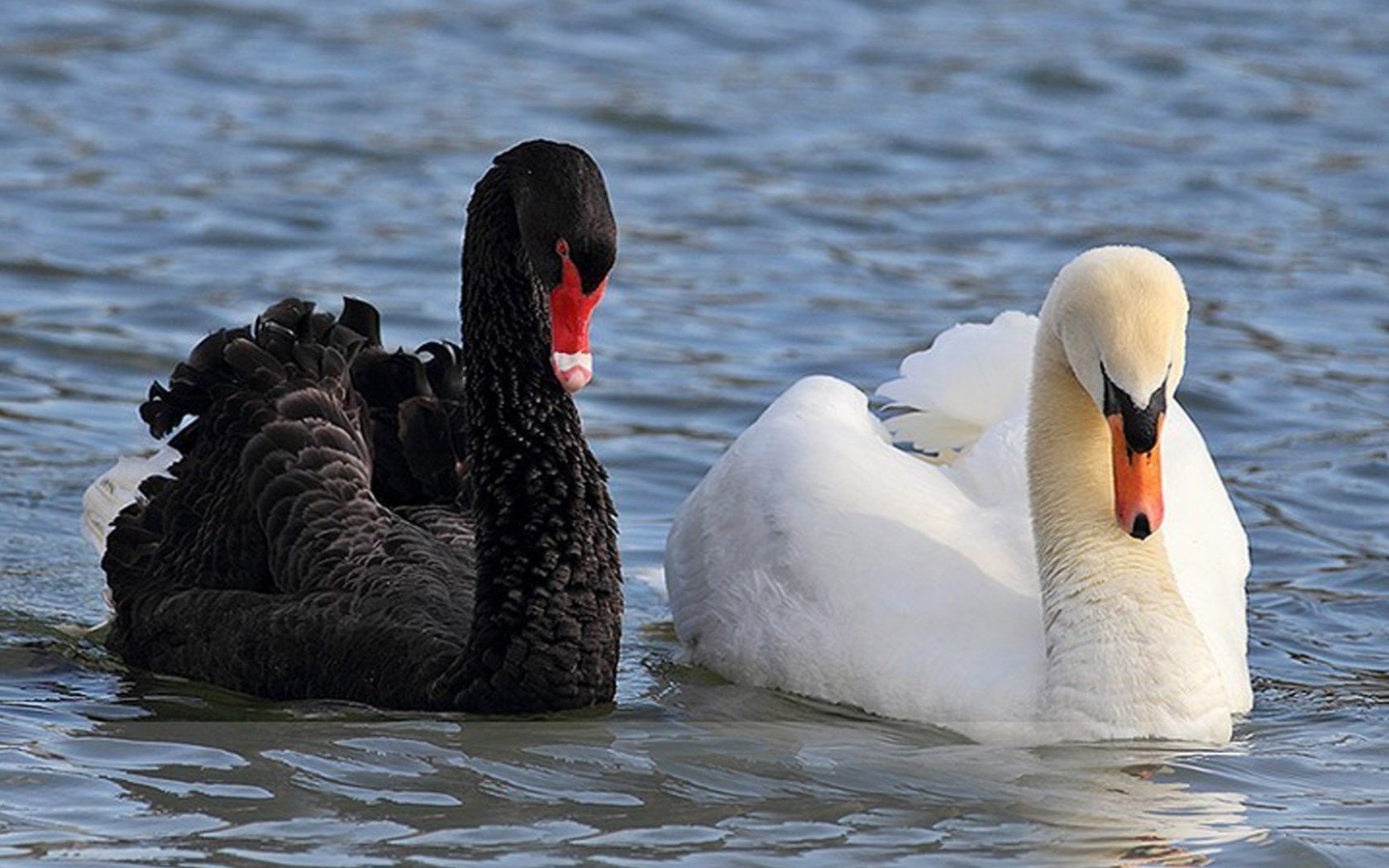 Download Bird Animal Swan Image