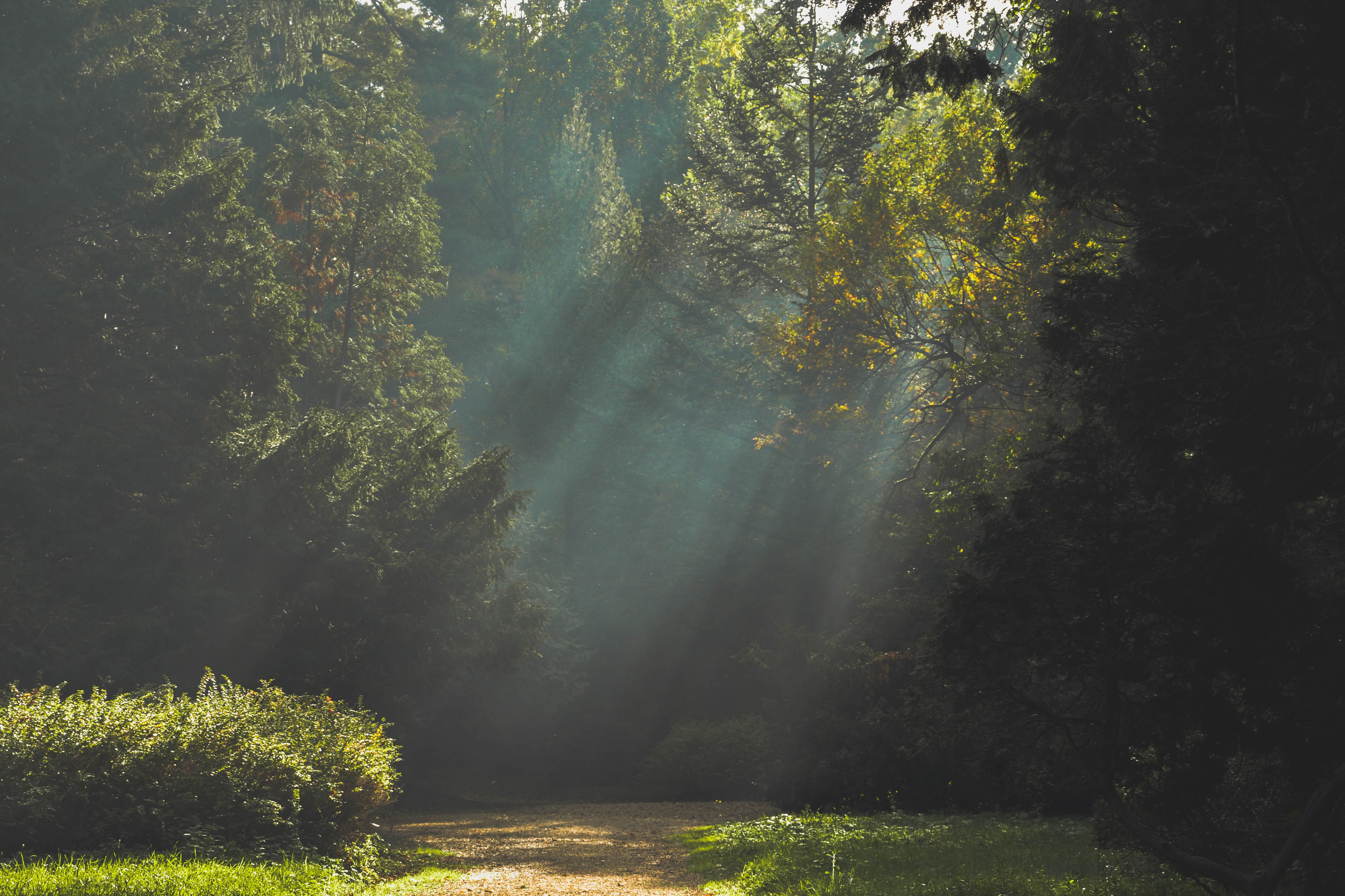 Download Sunshine Forest Nature Sunbeam Image