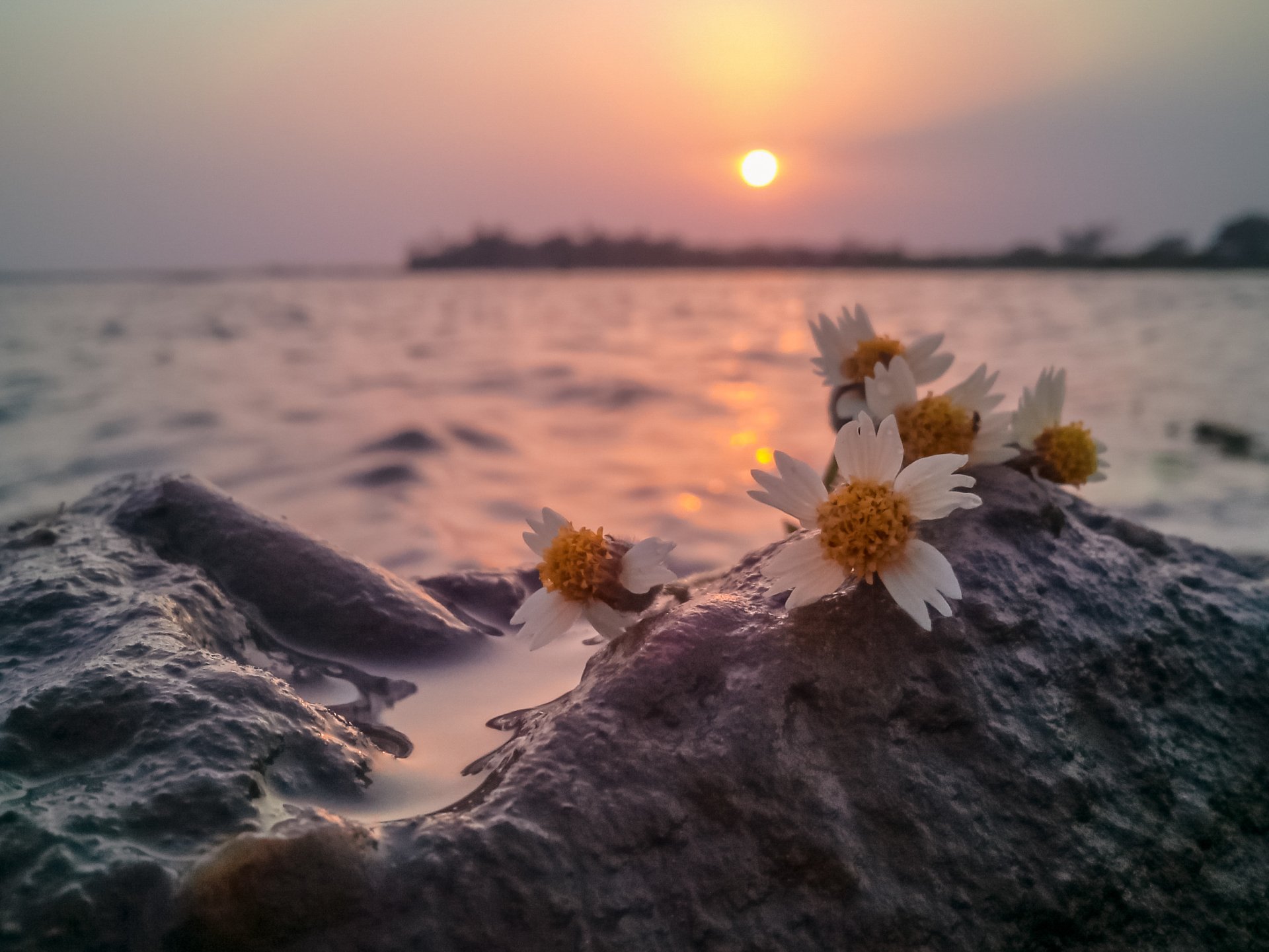 Beautiful flowers and sunset Image - ID: 246513 - Image Abyss