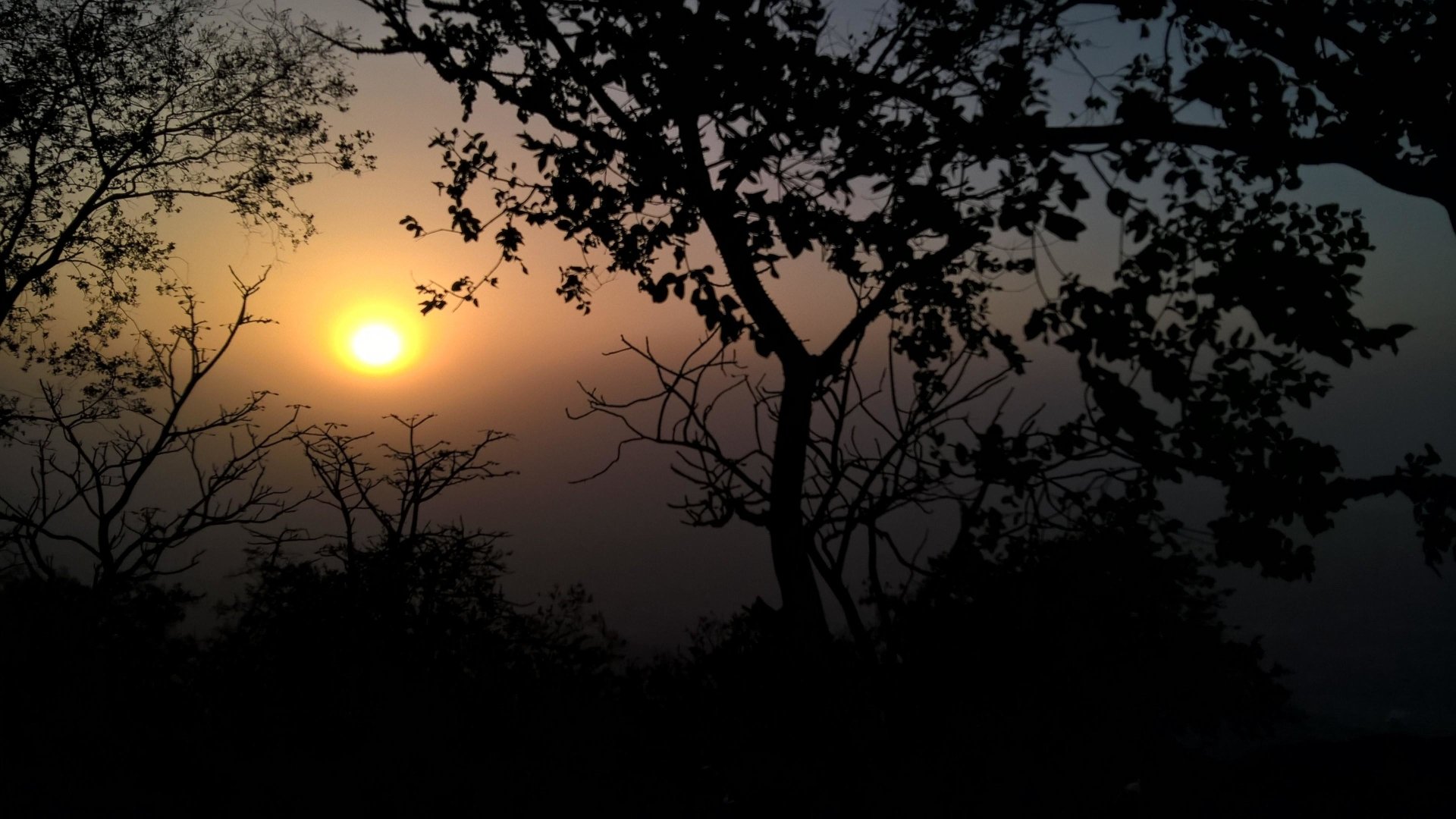 Download Sun Tree Nature Sunrise Image