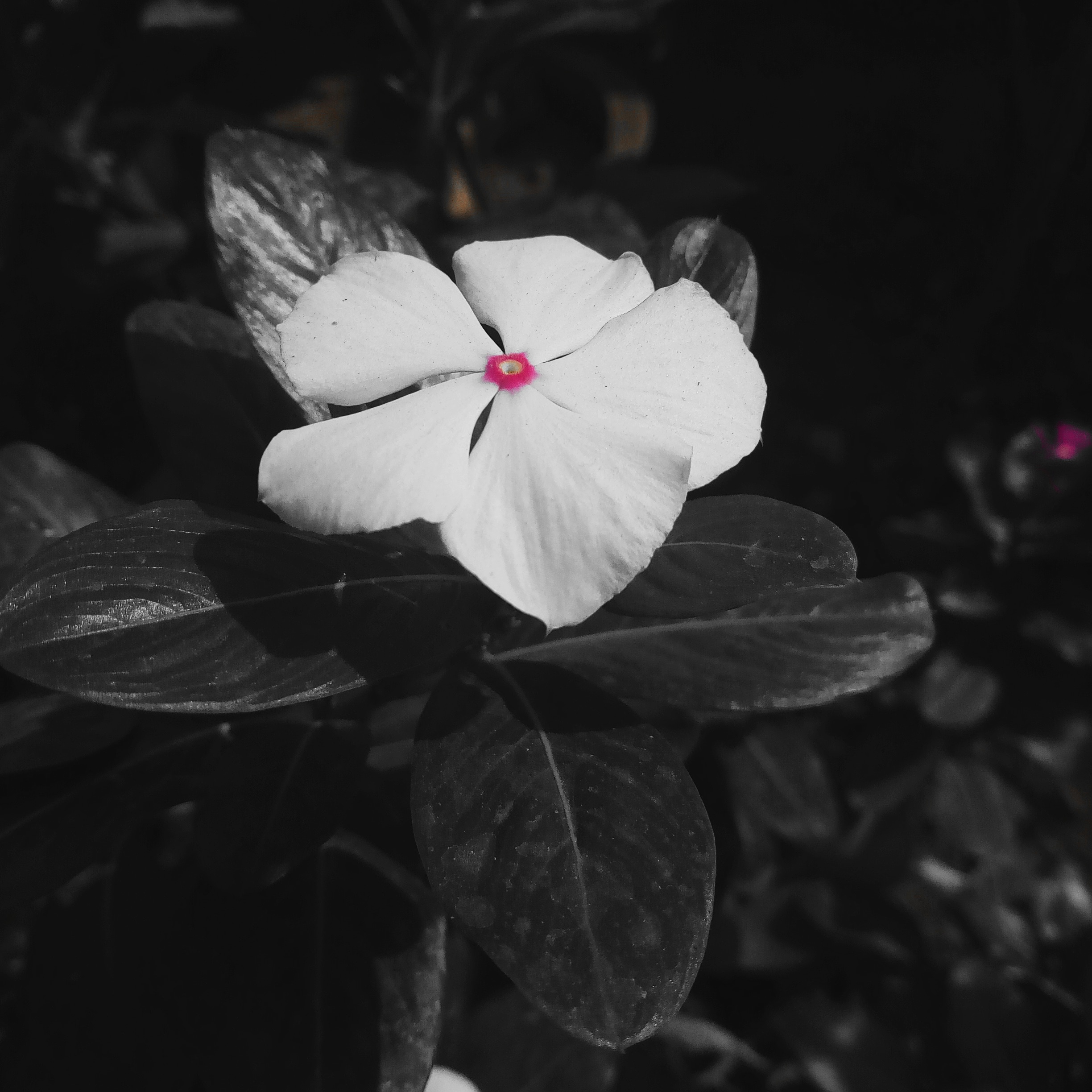 Download Selective Color Flower Image