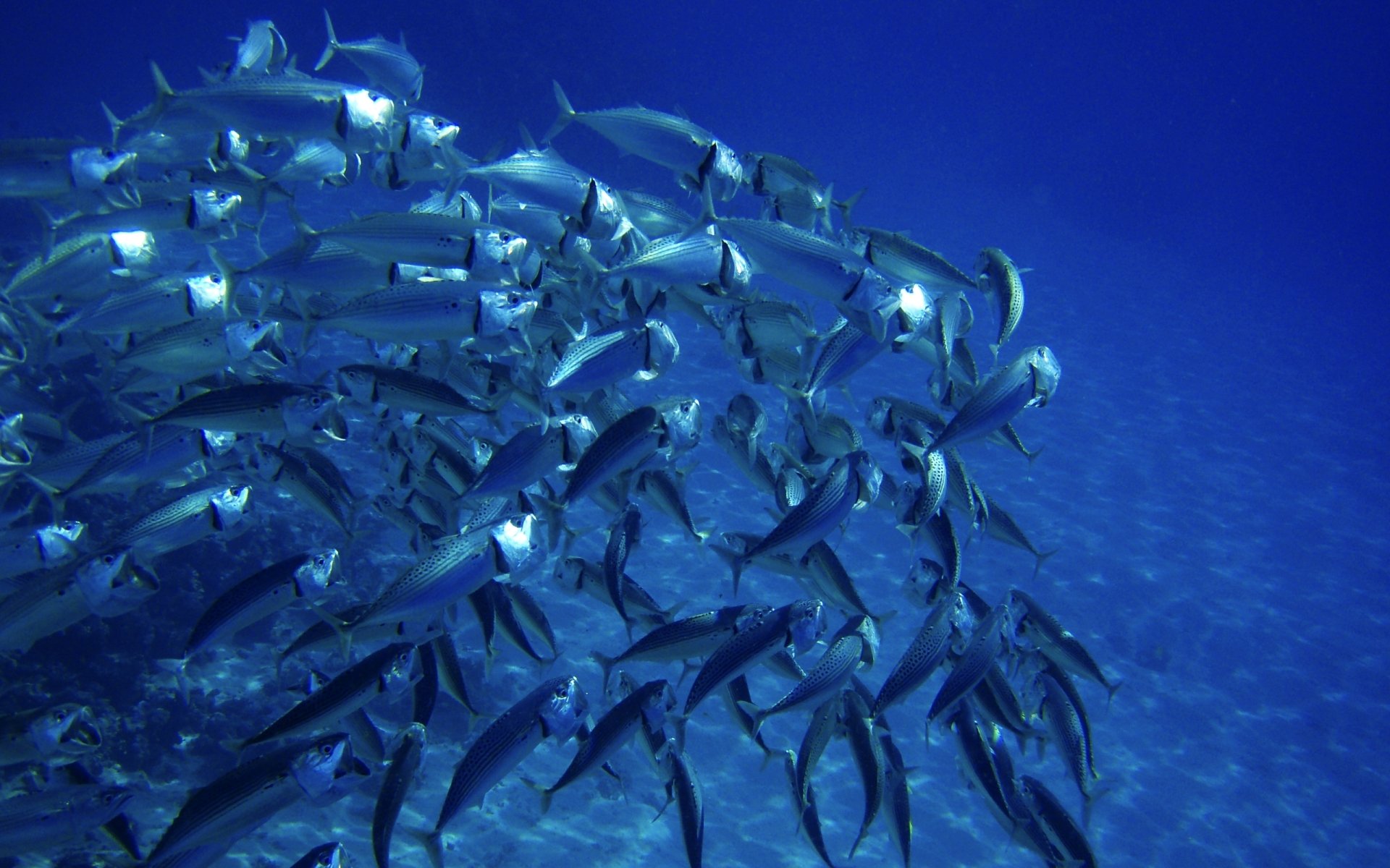 Fish - Desktop Wallpapers, Phone Wallpaper, PFP, Gifs, and More!