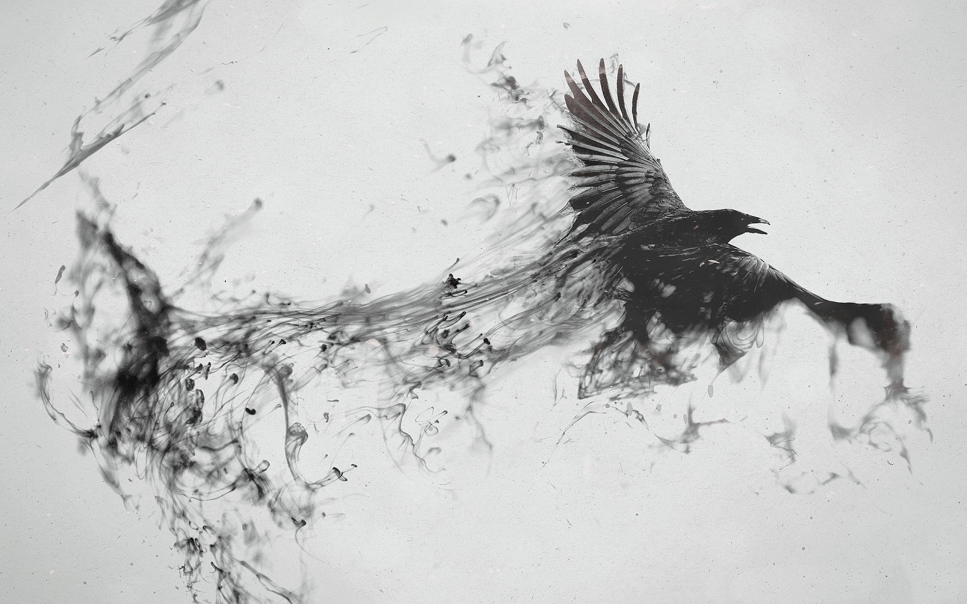 Collared Dove - Desktop Wallpapers, Phone Wallpaper, PFP, Gifs, and More!