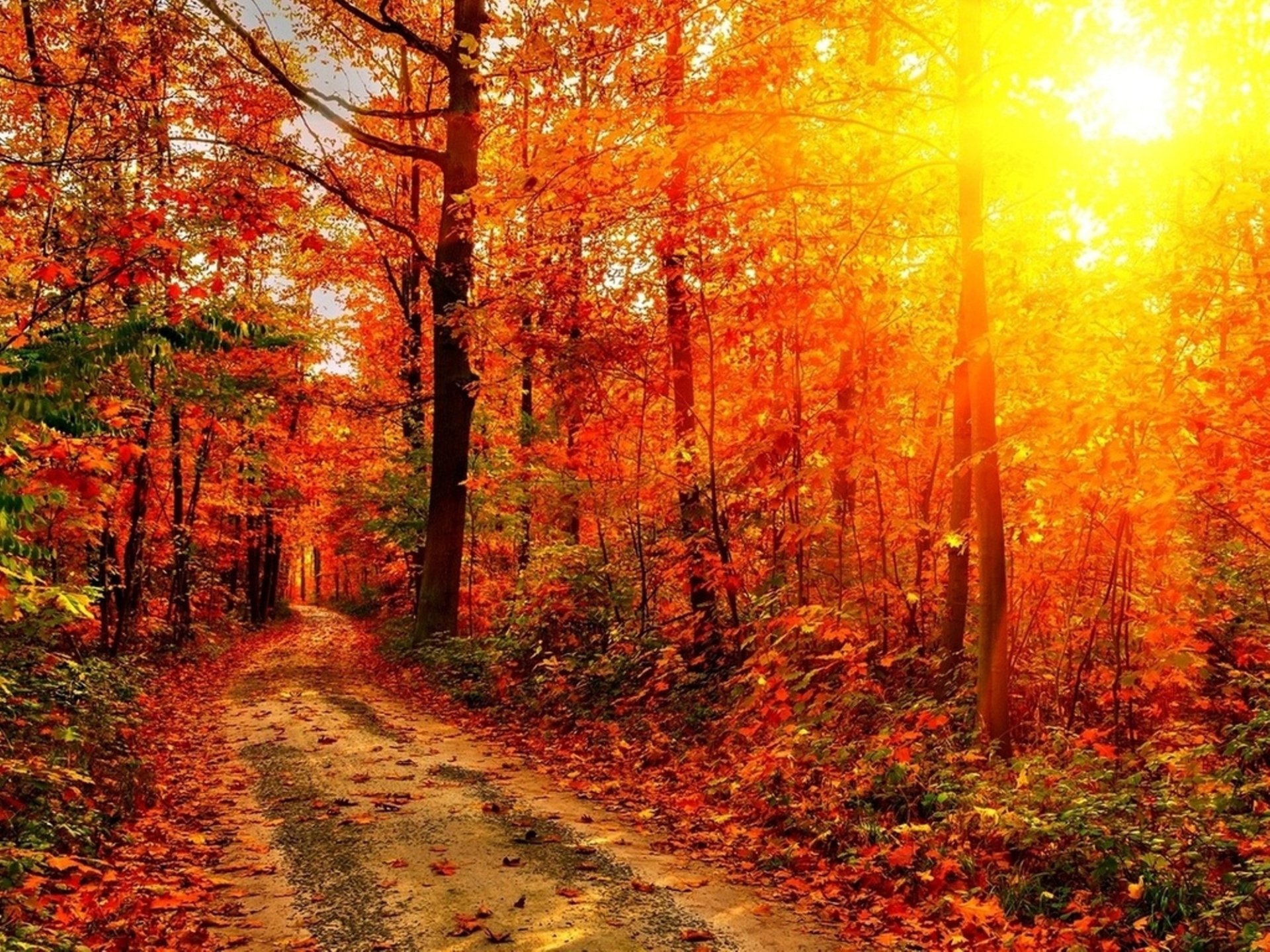 Autumn Pathway Through Nature's Embrace
