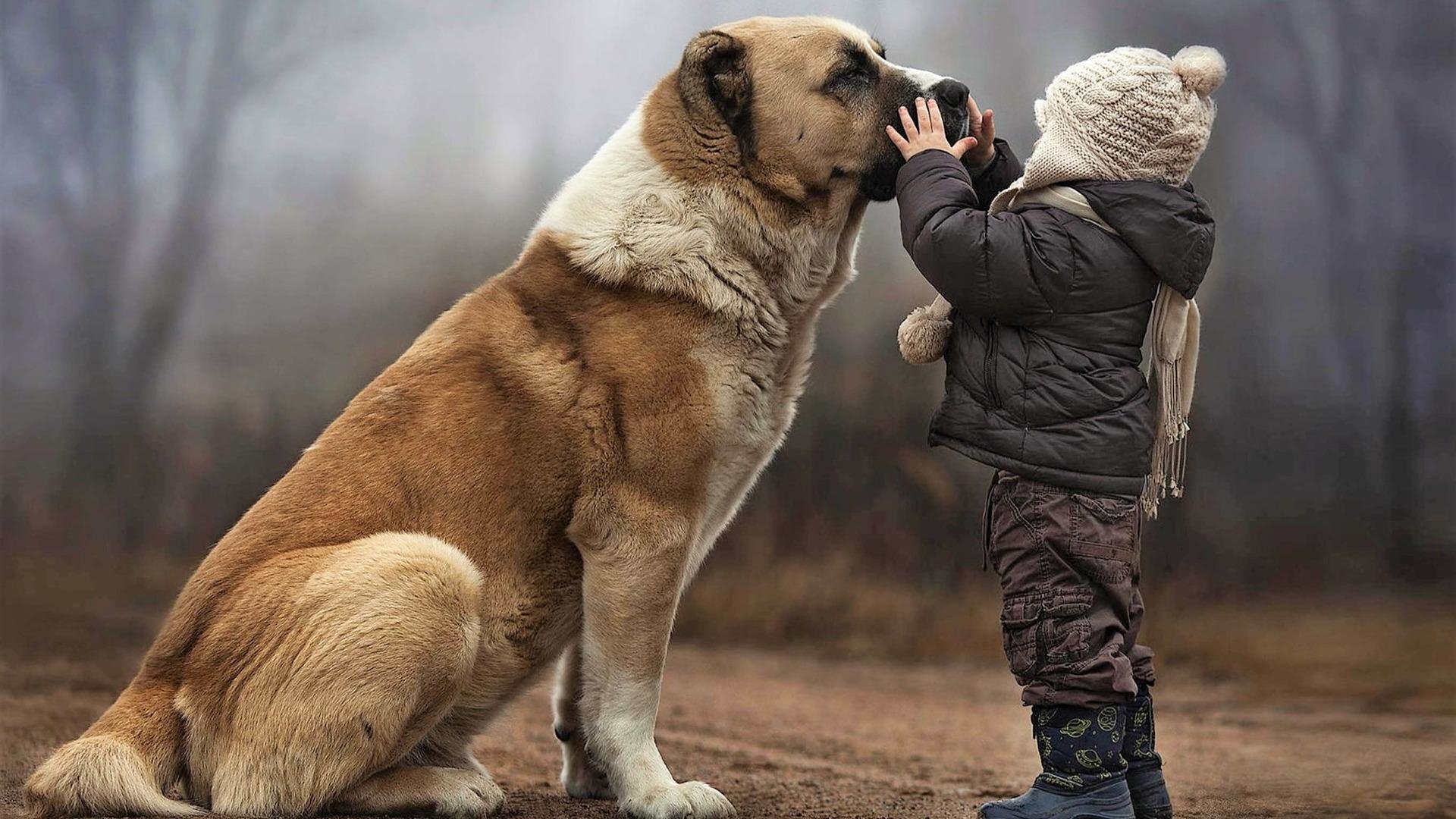 Little Child With Big Dog Image ID 251212 Image Abyss
