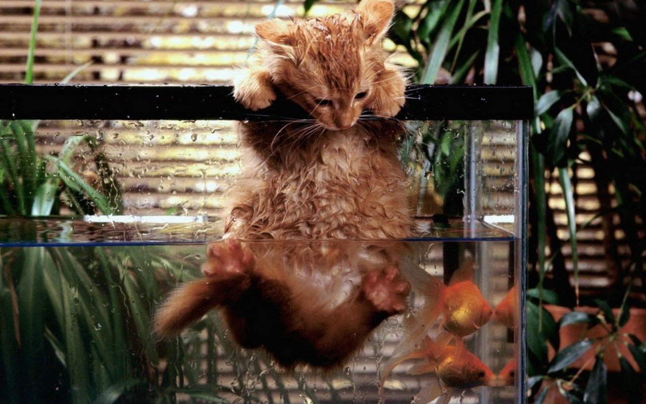 Cute Kitten's Funny Fishy Adventure