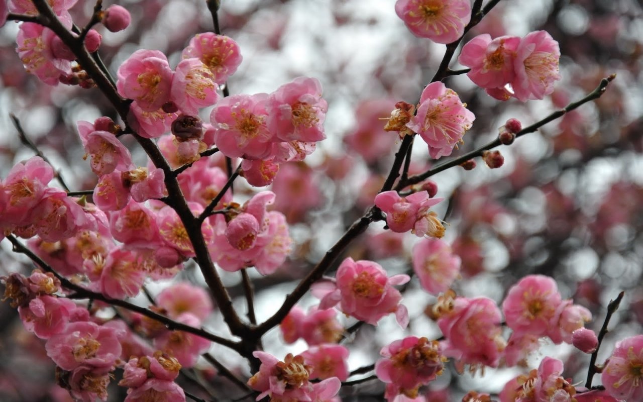 Download Nature Blossom Image