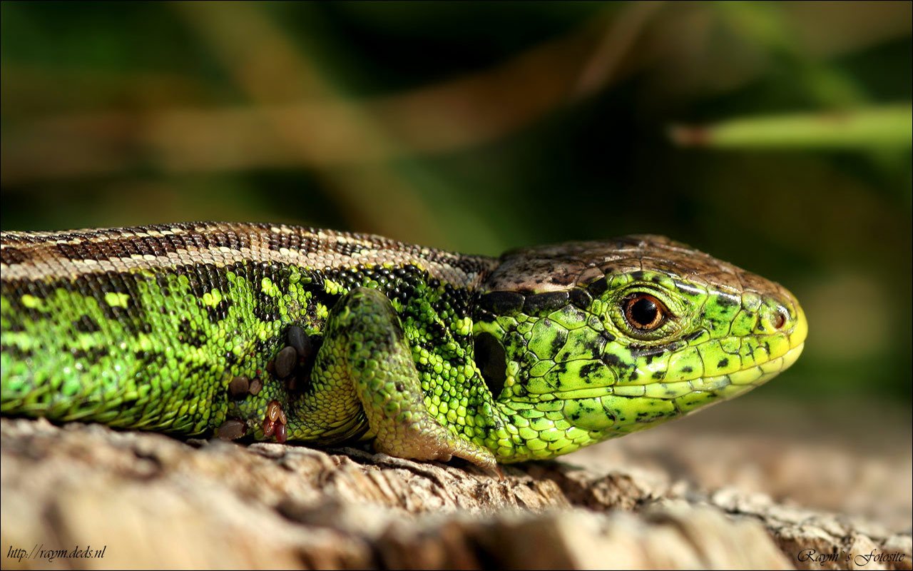 Lizard Image - ID: 254000 - Image Abyss