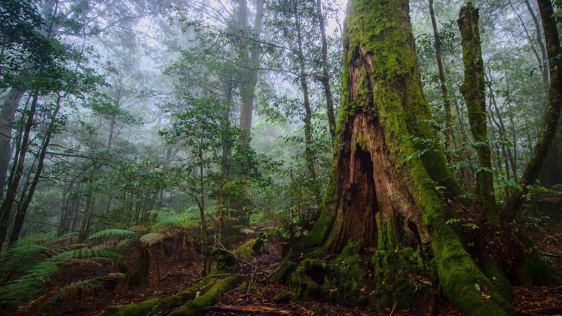 Hollow Tree in Green Forest - Image Abyss