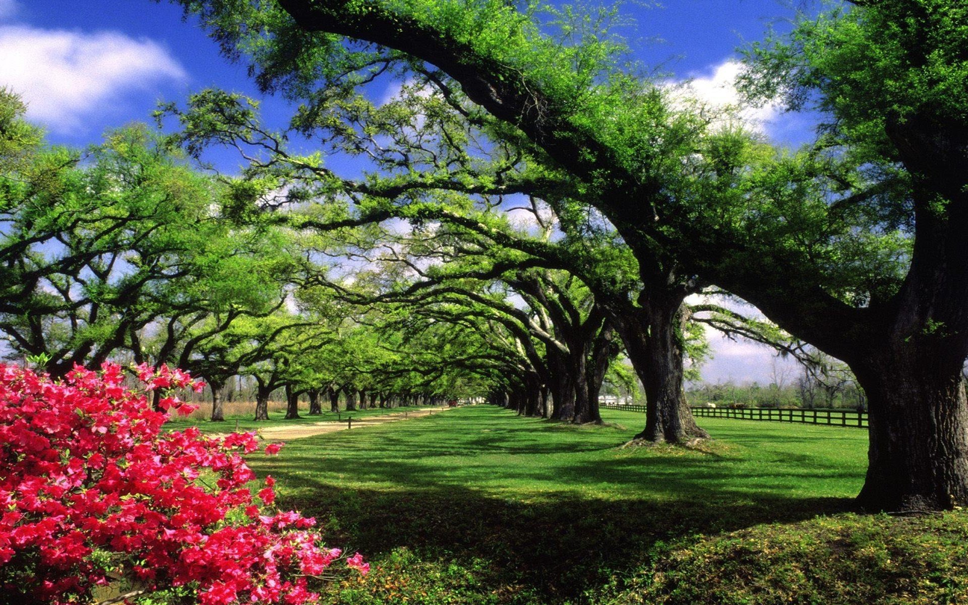 Download Blossom Tree Spring Photography Park Image