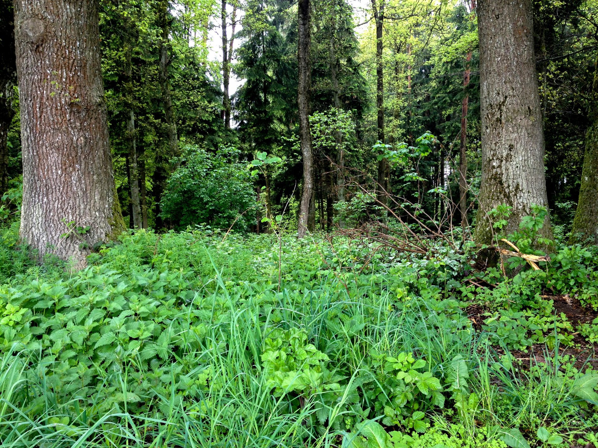 Download Nature Forest Image