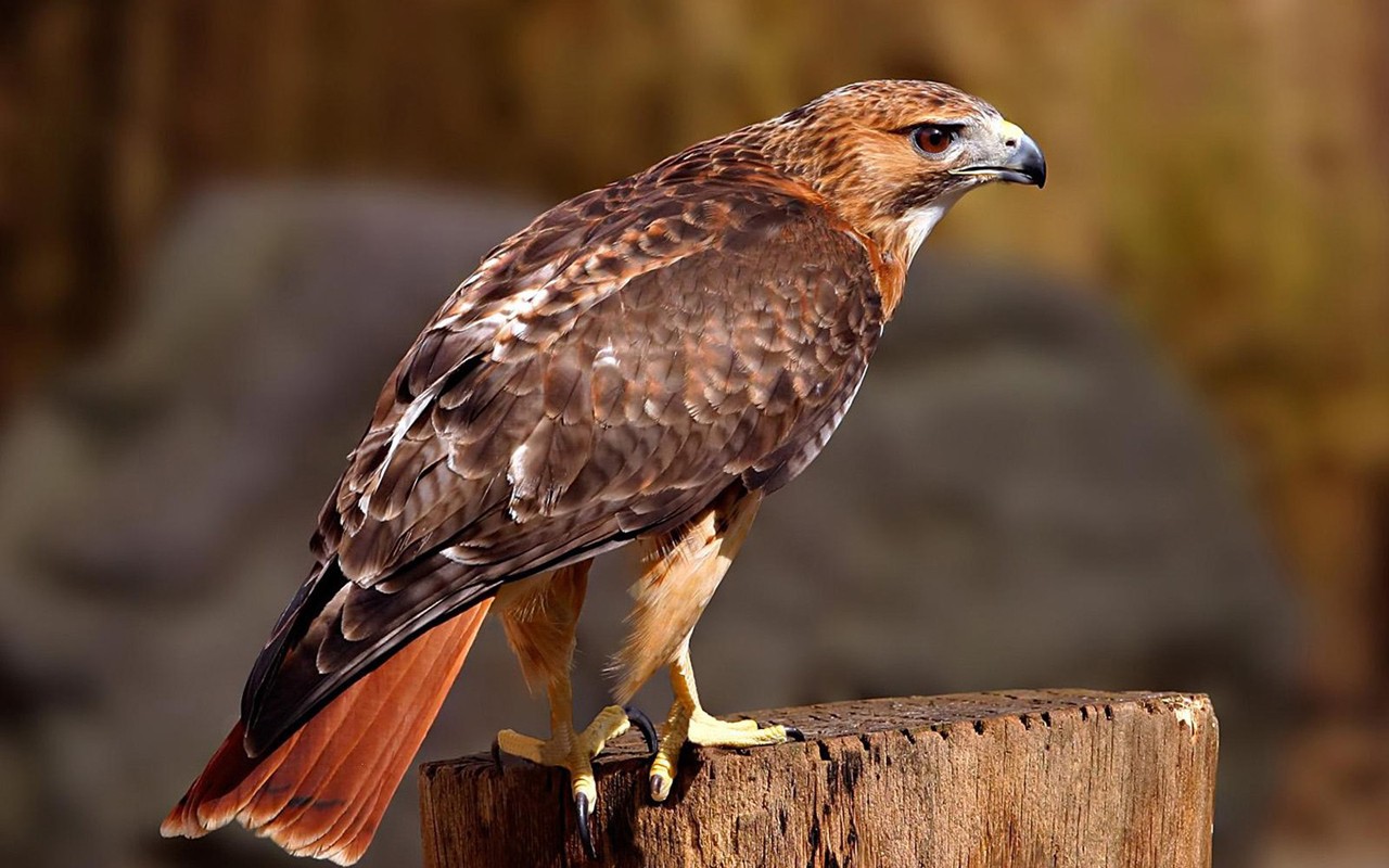 Colored Hawk