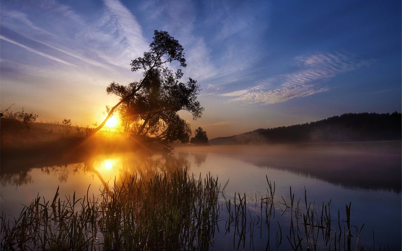 Download Tree Sun Nature Landscape Image