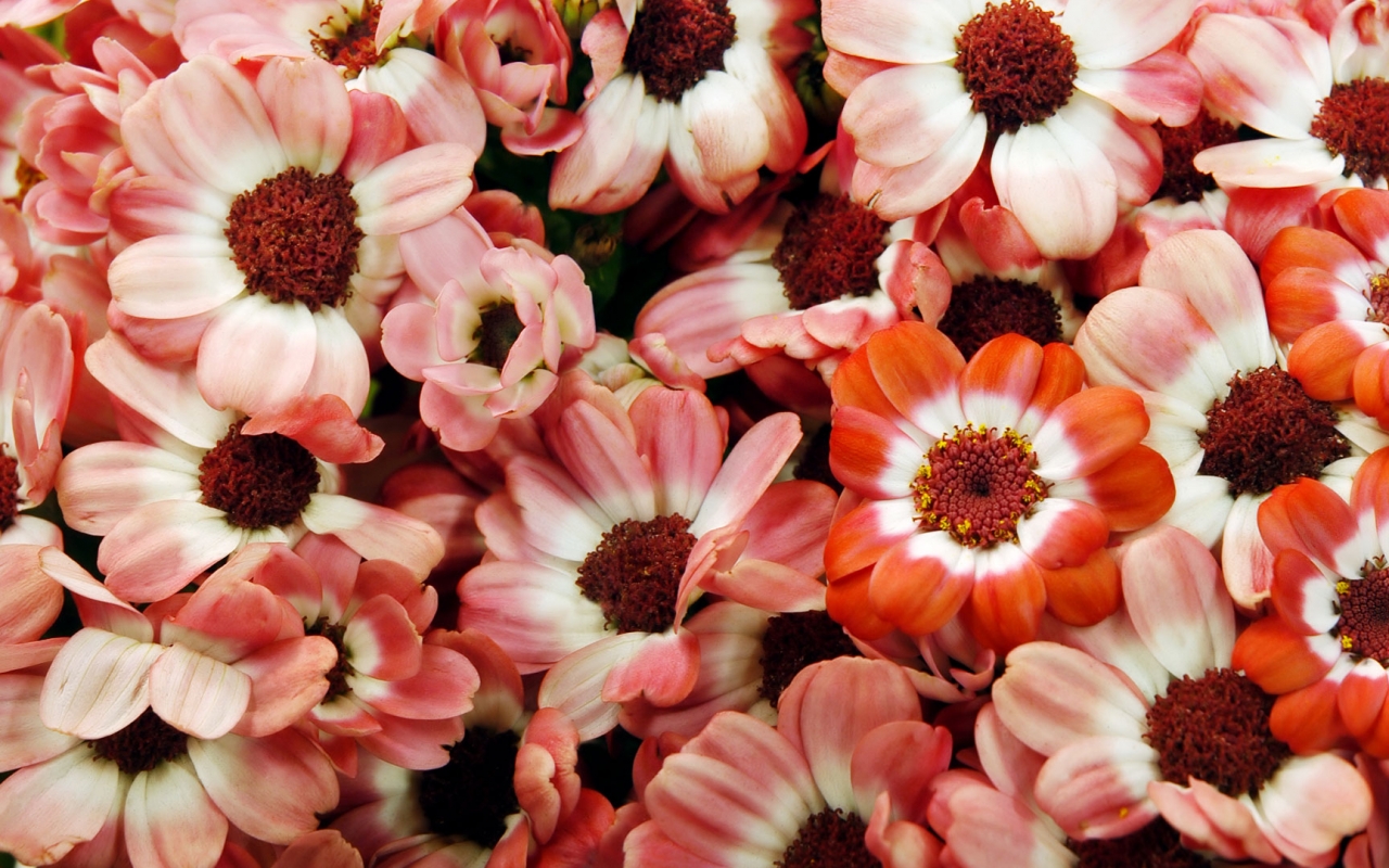 Trio Flowers - Image Abyss