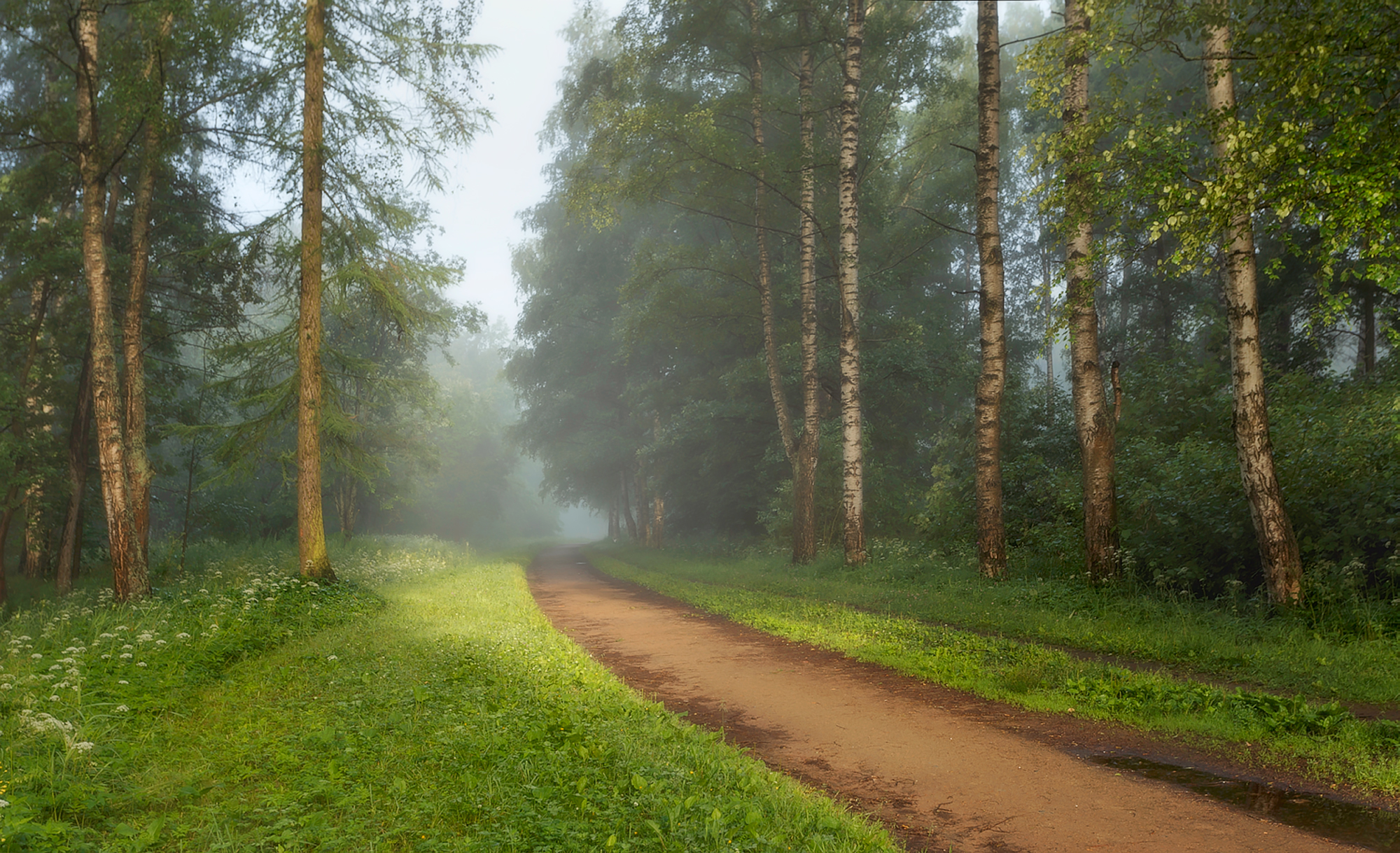 Download Fog Forest Dirt Road Nature Path Image