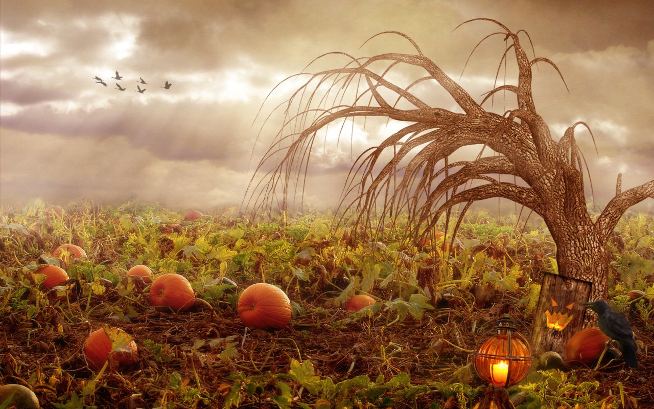 Enchanting Halloween Pumpkin Patch