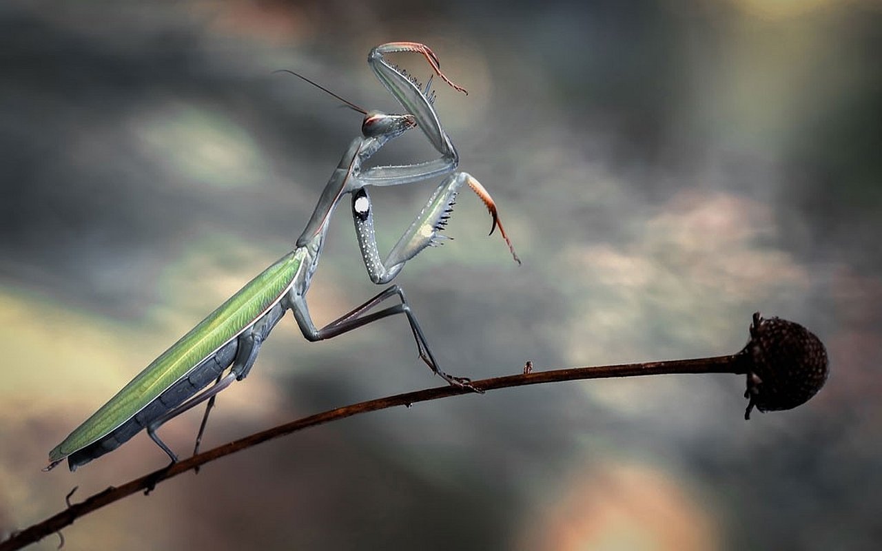 Praying Mantis - Desktop Wallpapers, Phone Wallpaper, PFP, Gifs, and More!