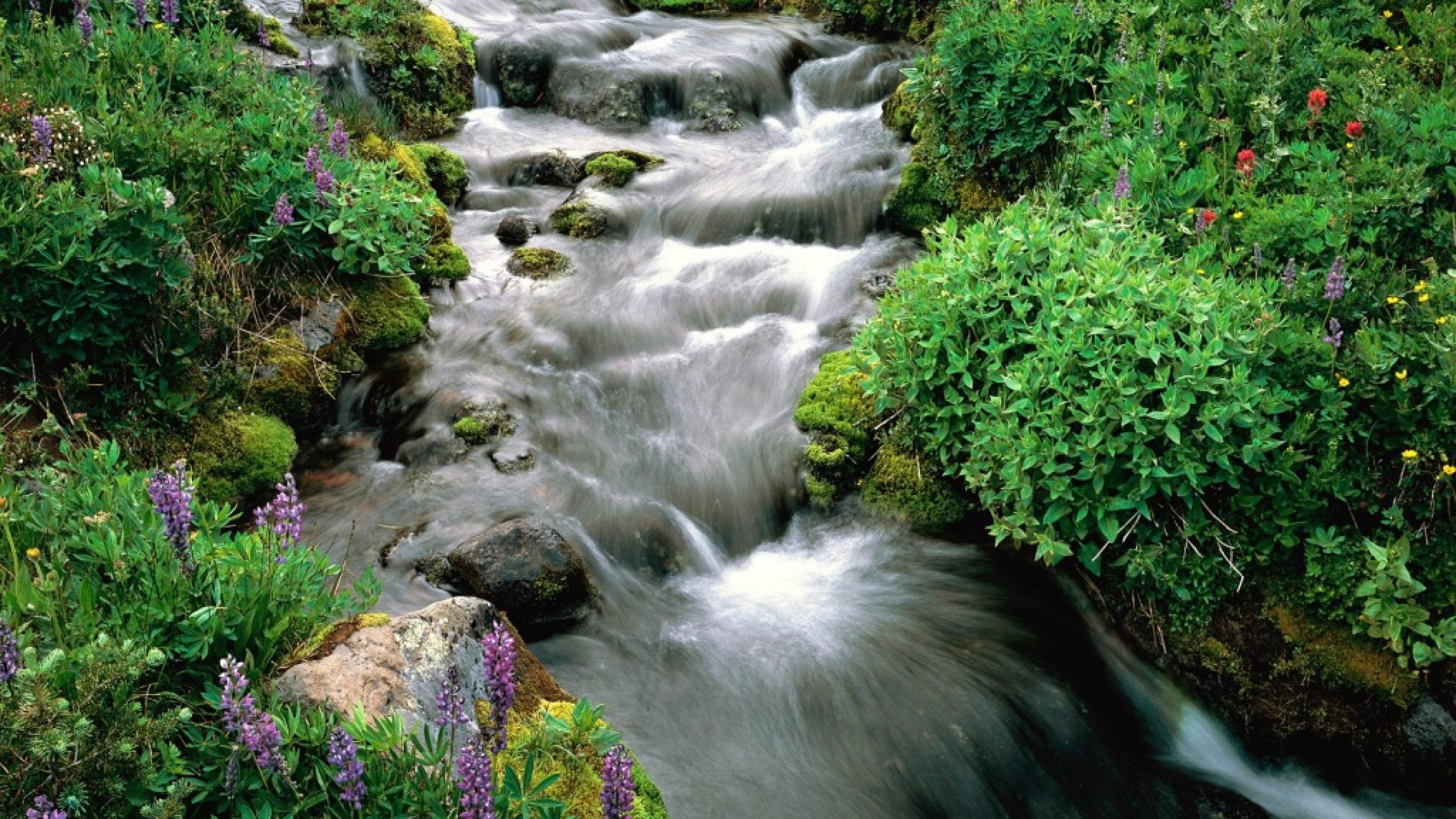 Download Nature Stream Image