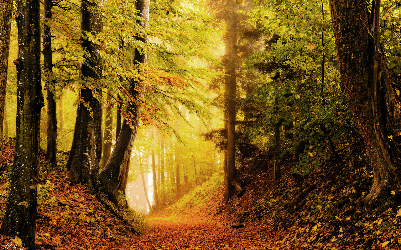 Golden Pathway: Embracing Nature’s Fall Glow