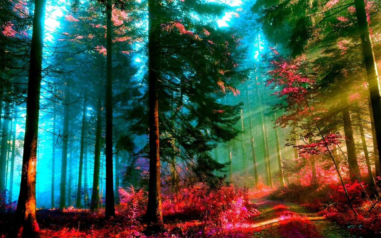 Enchanted Forest: A Journey Through Nature's Colors