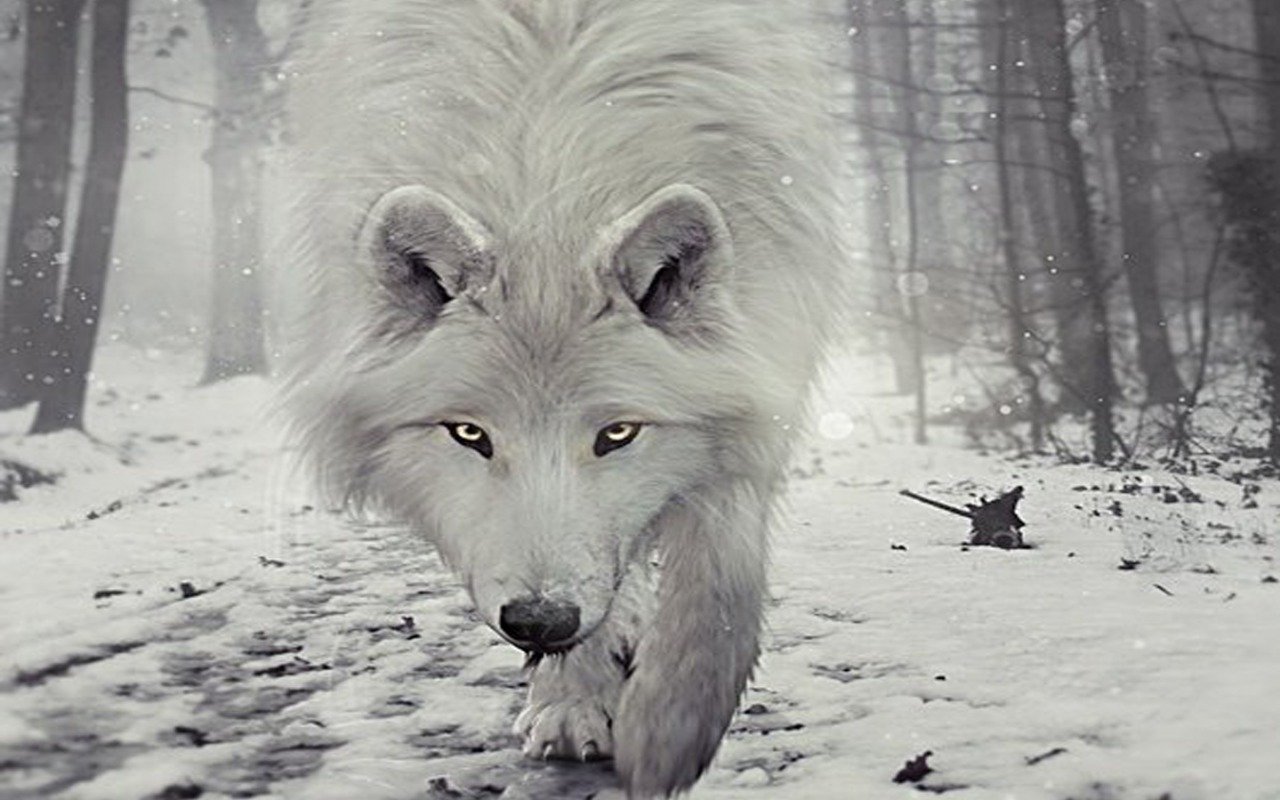 Majestic White Wolf in the Snow