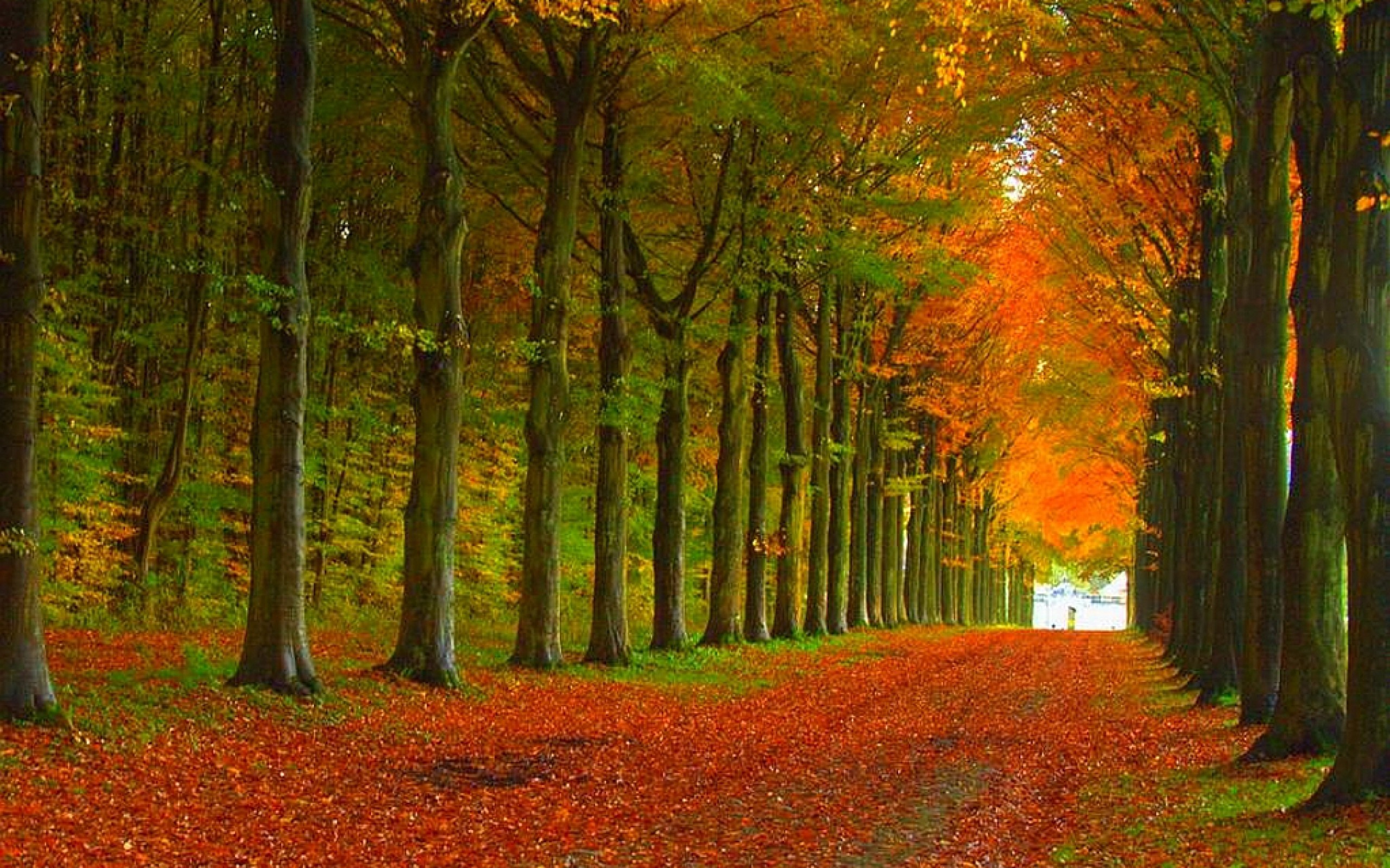 Download Nature Fall Image