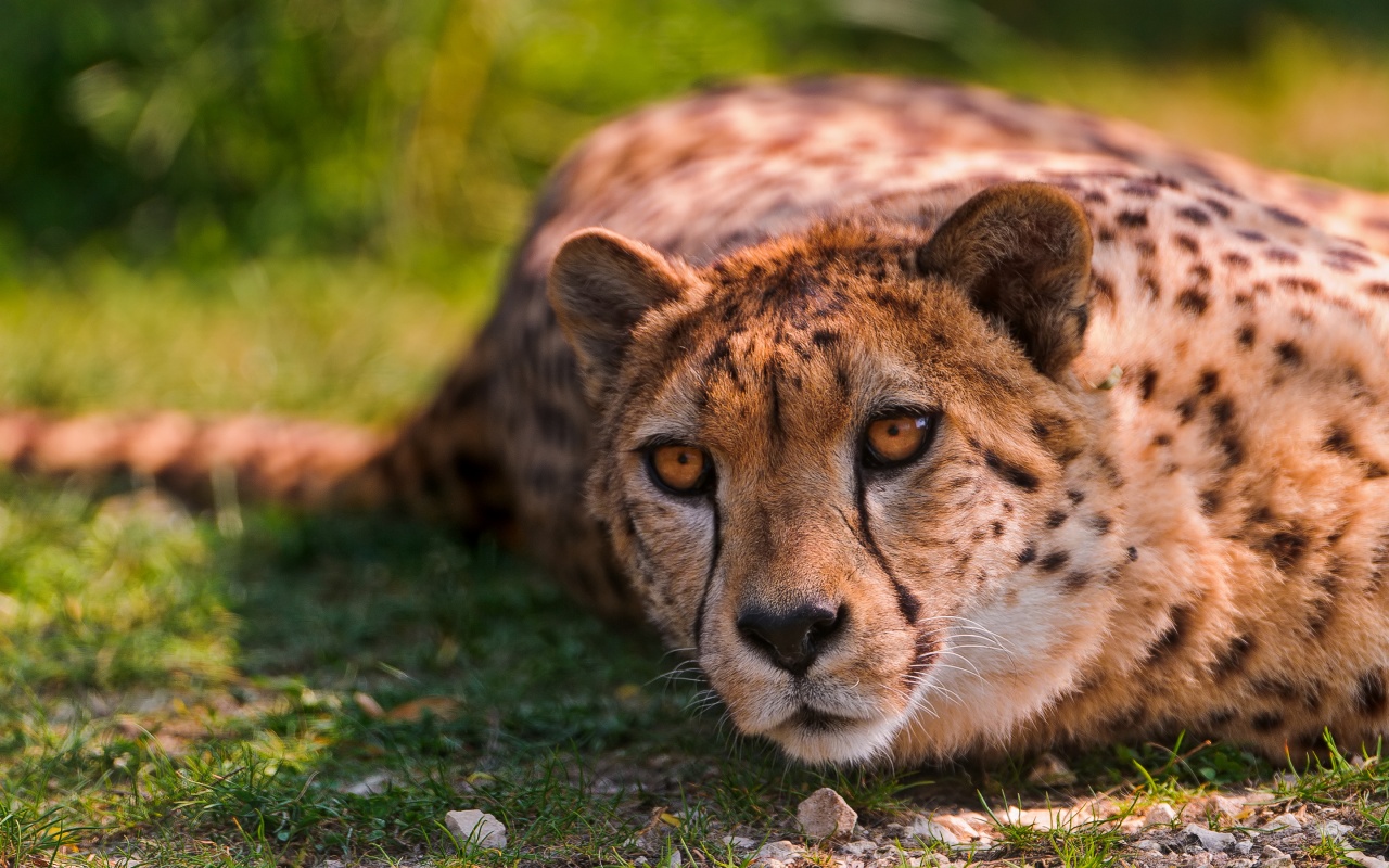 Download Animal Cheetah Image