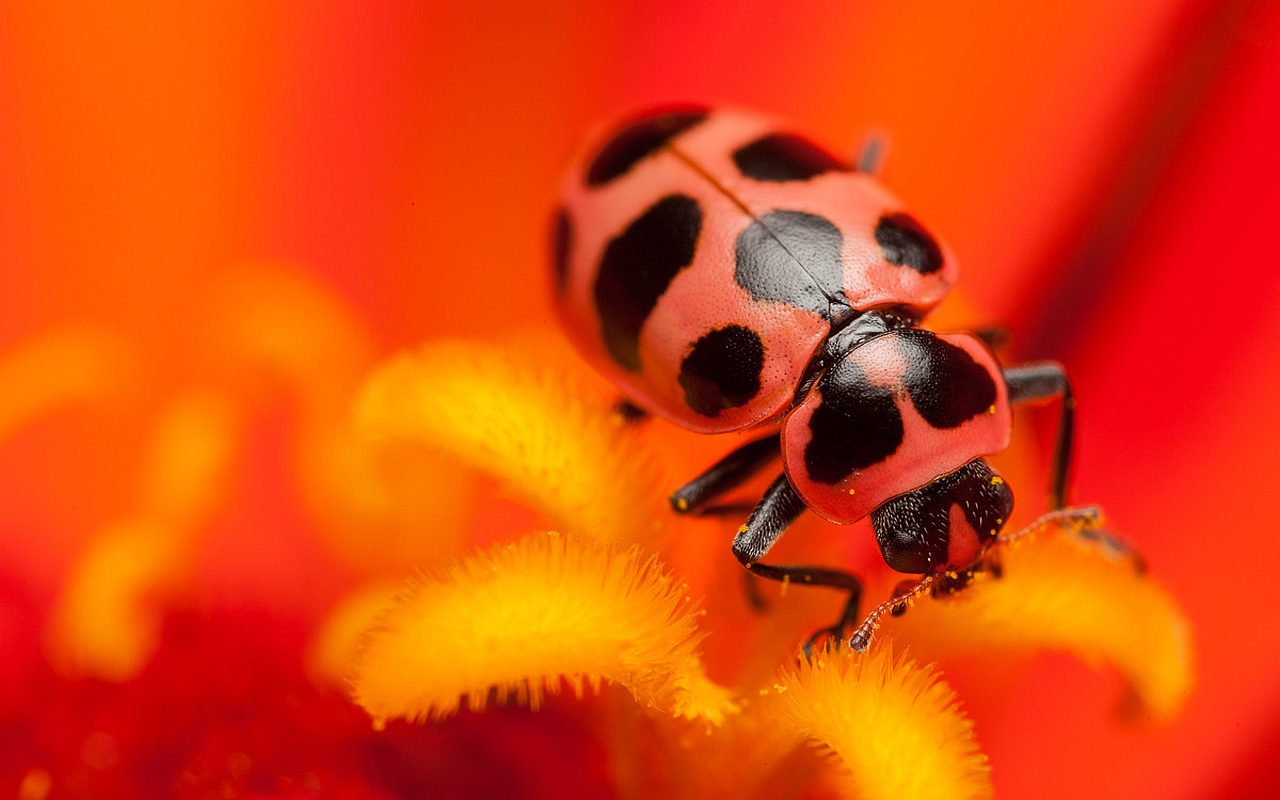Download Animal Ladybug Image