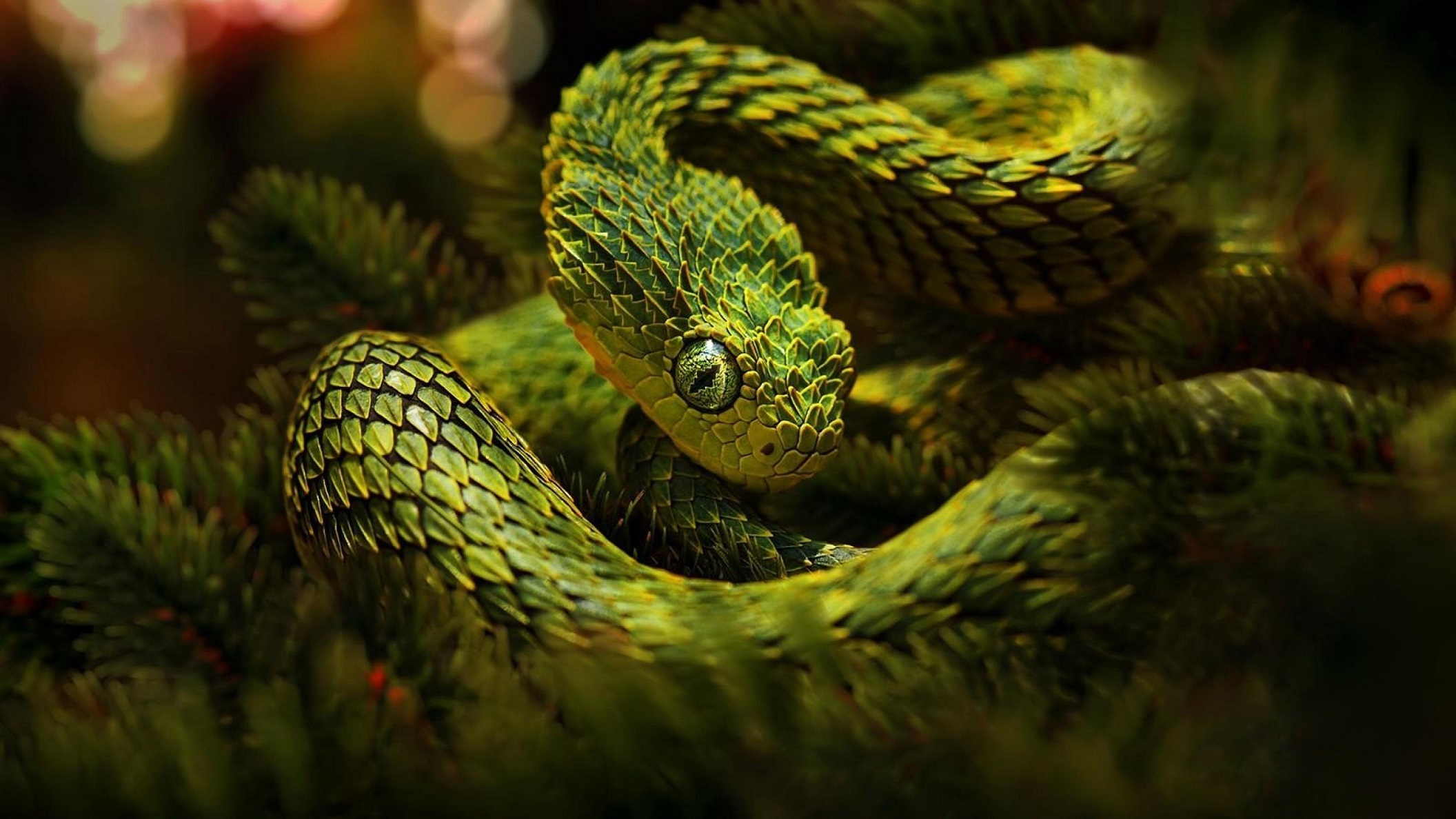Download Animal Viper Image