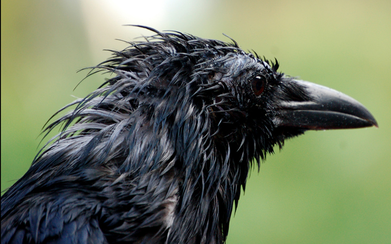 Crow Picture - Image Abyss