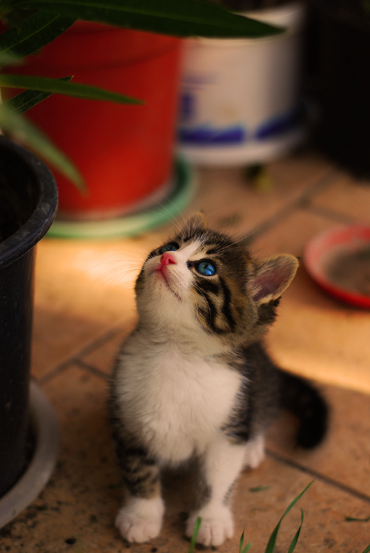 Download Animal Cat Image