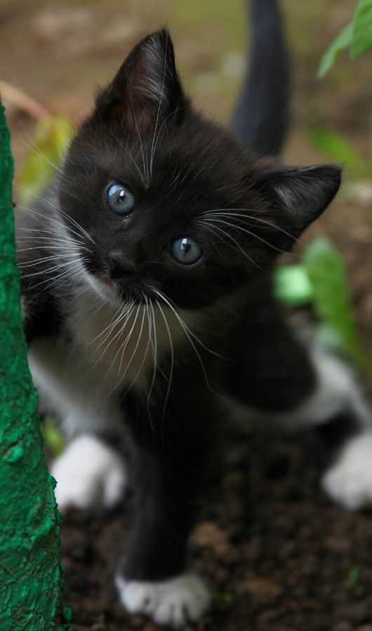 Cat Picture - Image Abyss