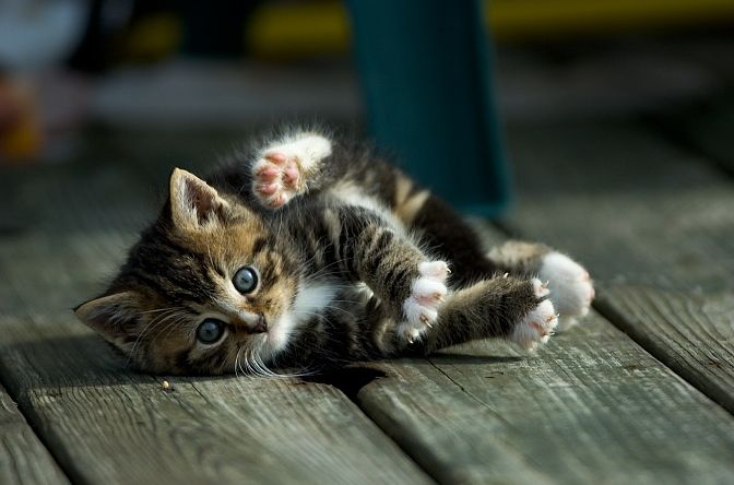 Cat Picture - Image Abyss