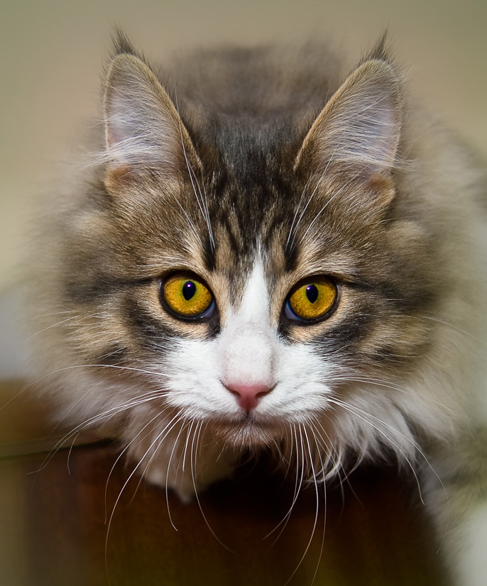 Cat Picture - Image Abyss