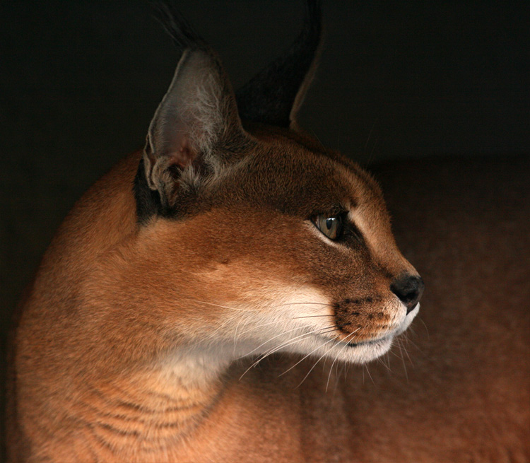 Majestic Lynx Portrait: The Quiet Wild Hunter