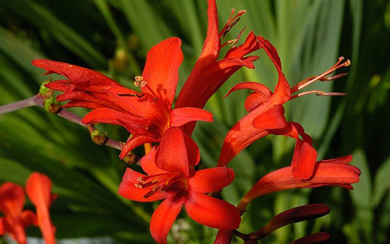 Vibrant Red Blooms Embracing Nature's Glow
