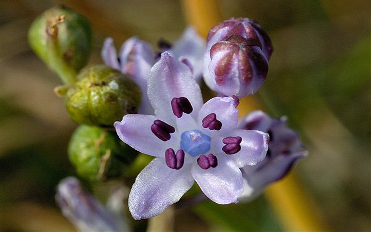 Delicate Beauty of Nature: A Stunning Flower