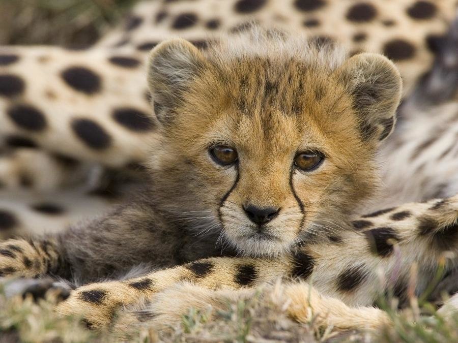 Download Animal Cheetah Image