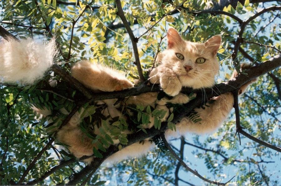 Majestic Cat Lounging Among Sunlit Branches