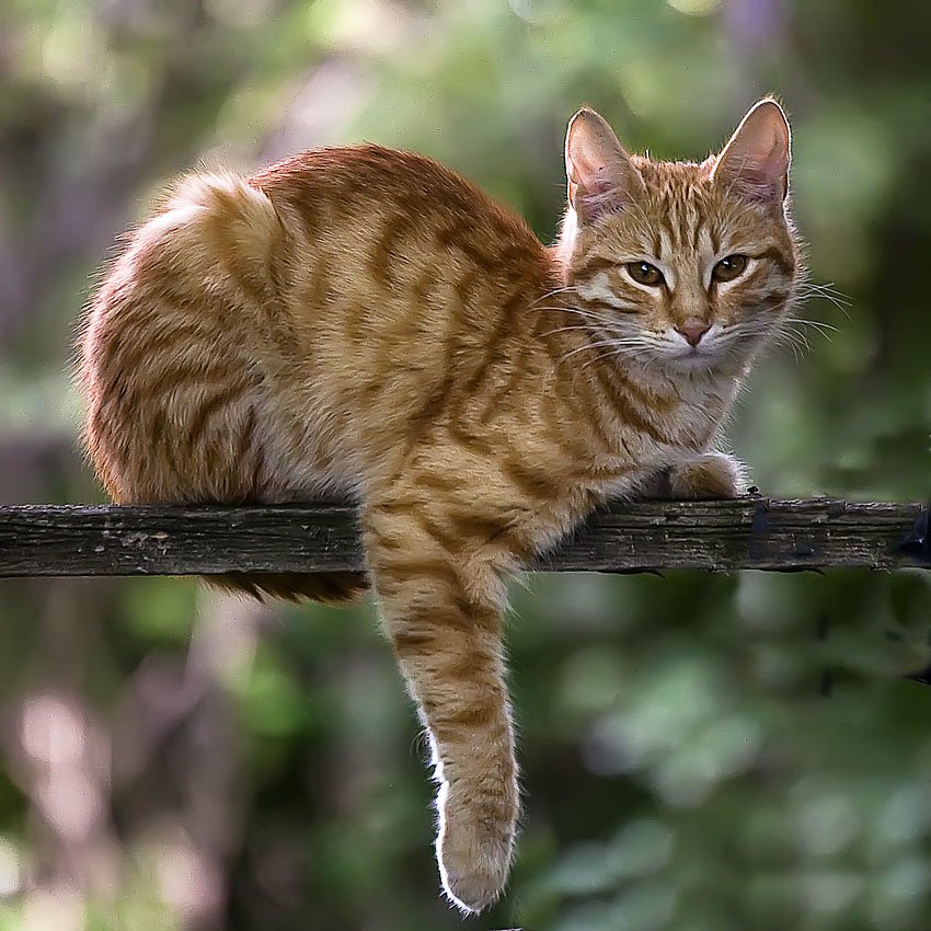 Cat Image - ID: 264960 - Image Abyss